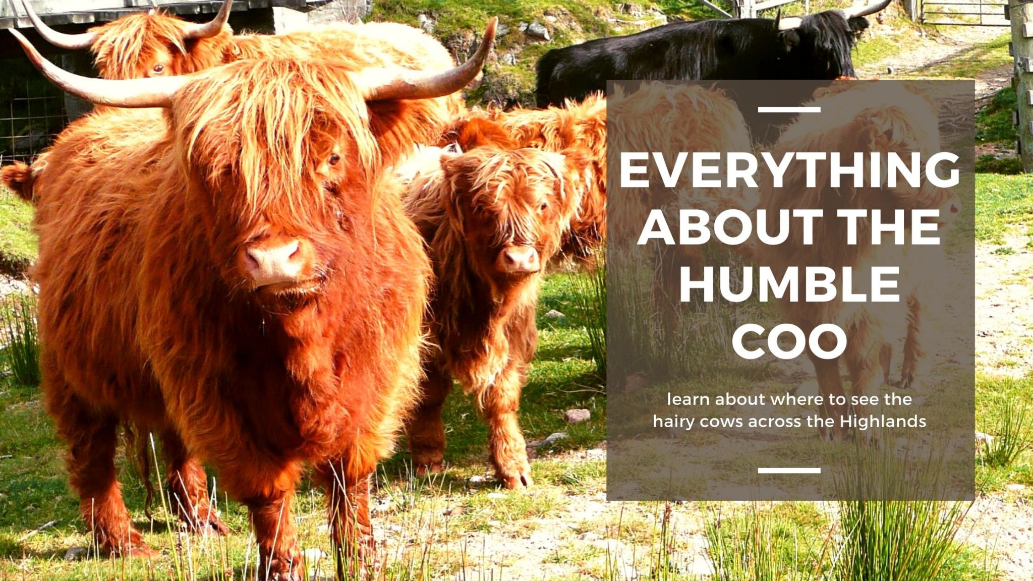 Everything about the humble Highland coo - as seen on our walking tours